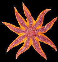 Genus Solaster